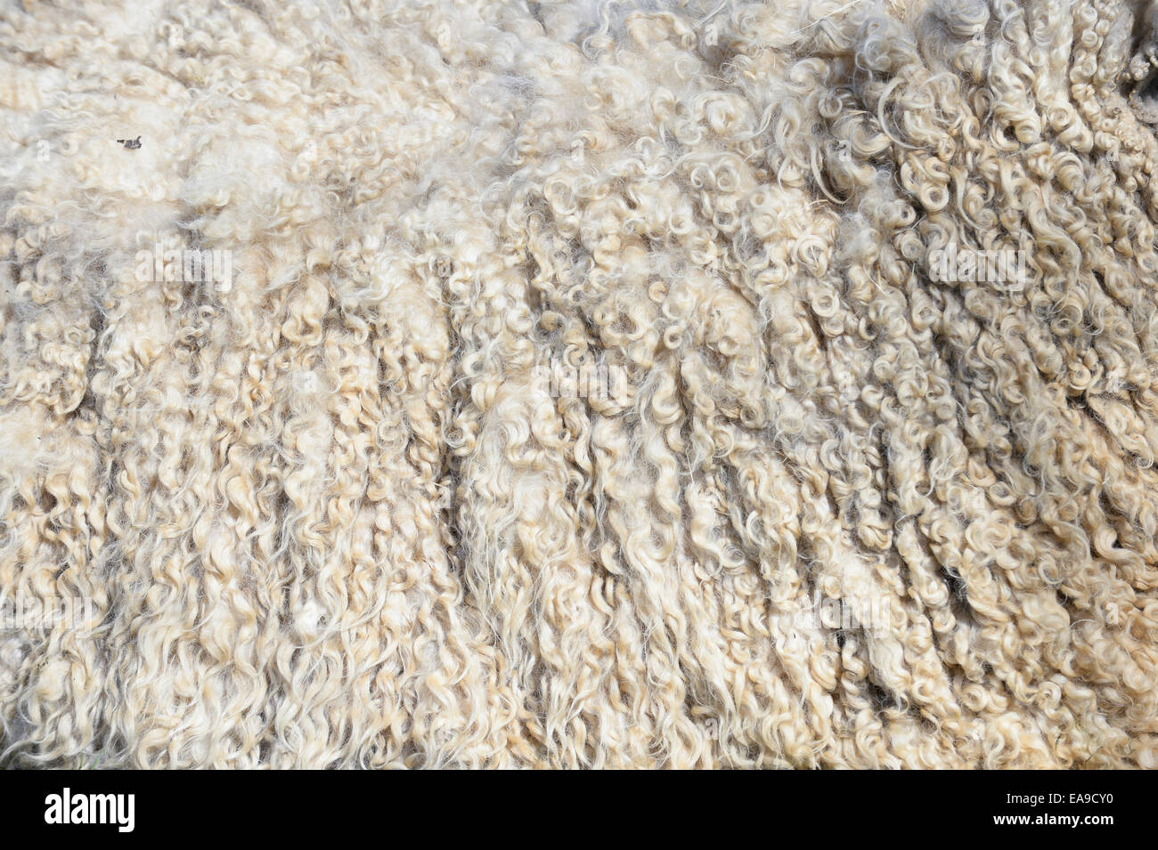 Sheep wool weaving hi-res stock photography and images - Alamy