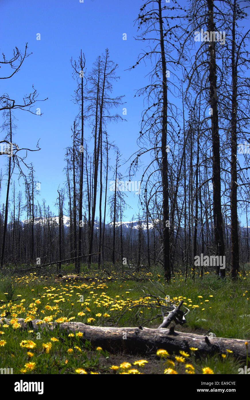 Montana mountain wildflowers hi-res stock photography and images - Alamy