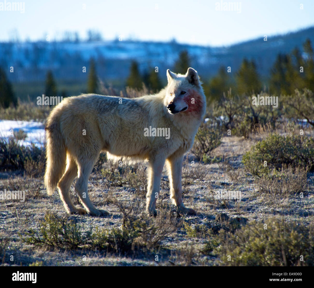Bloody face hi-res stock photography and images - Alamy