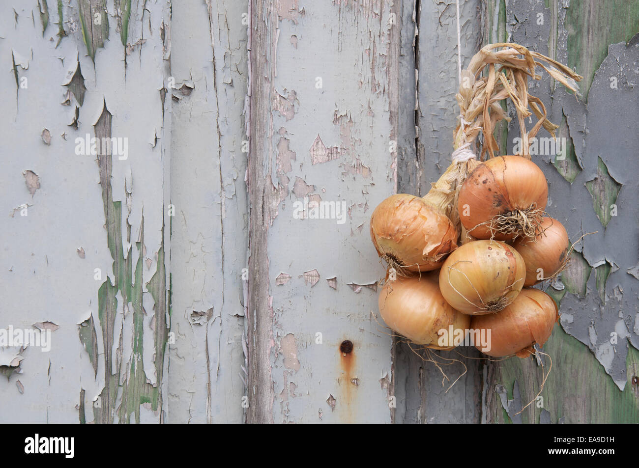 Strings of onions hi-res stock photography and images - Alamy