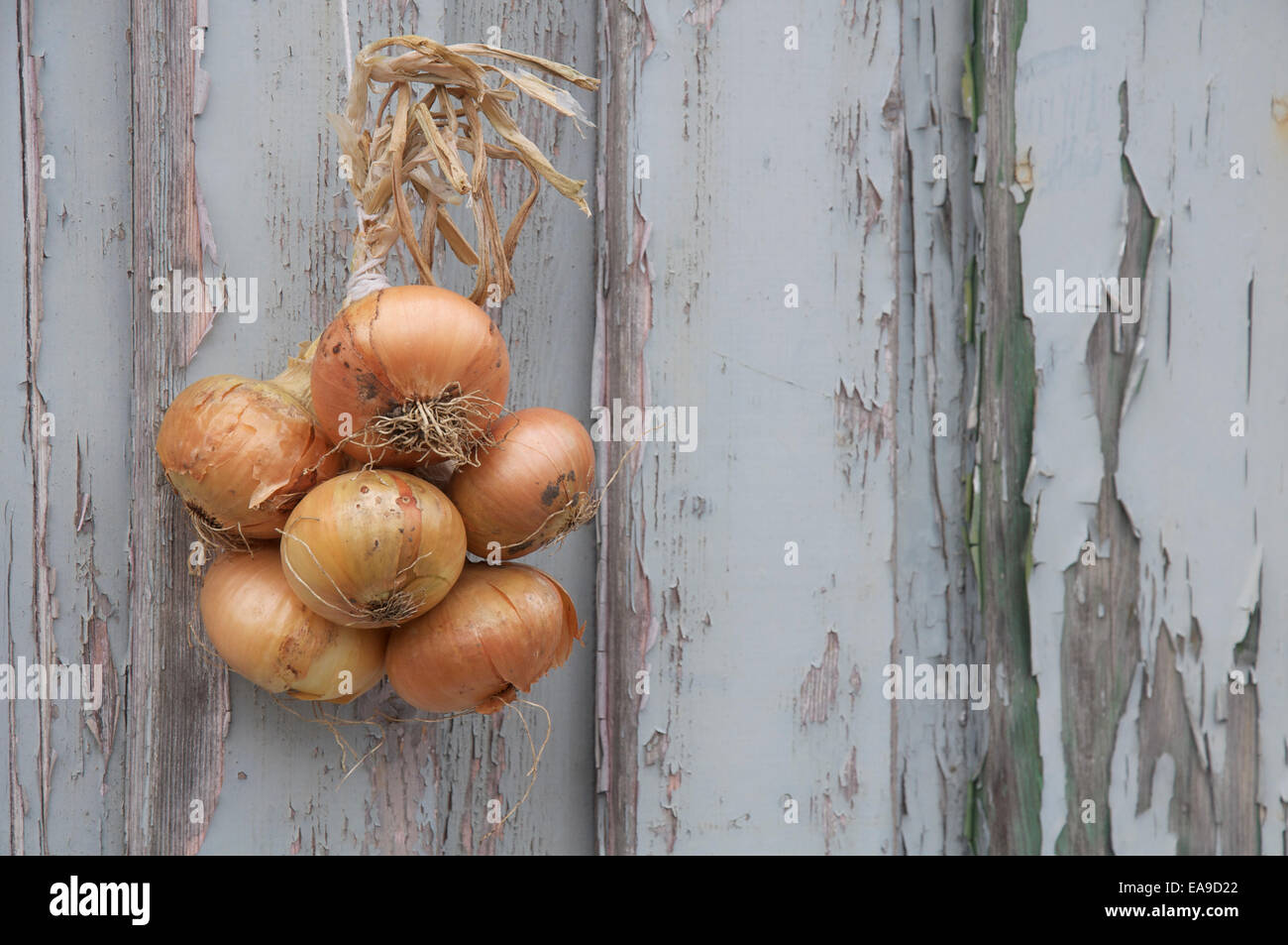 String of onions hung up hi-res stock photography and images - Alamy