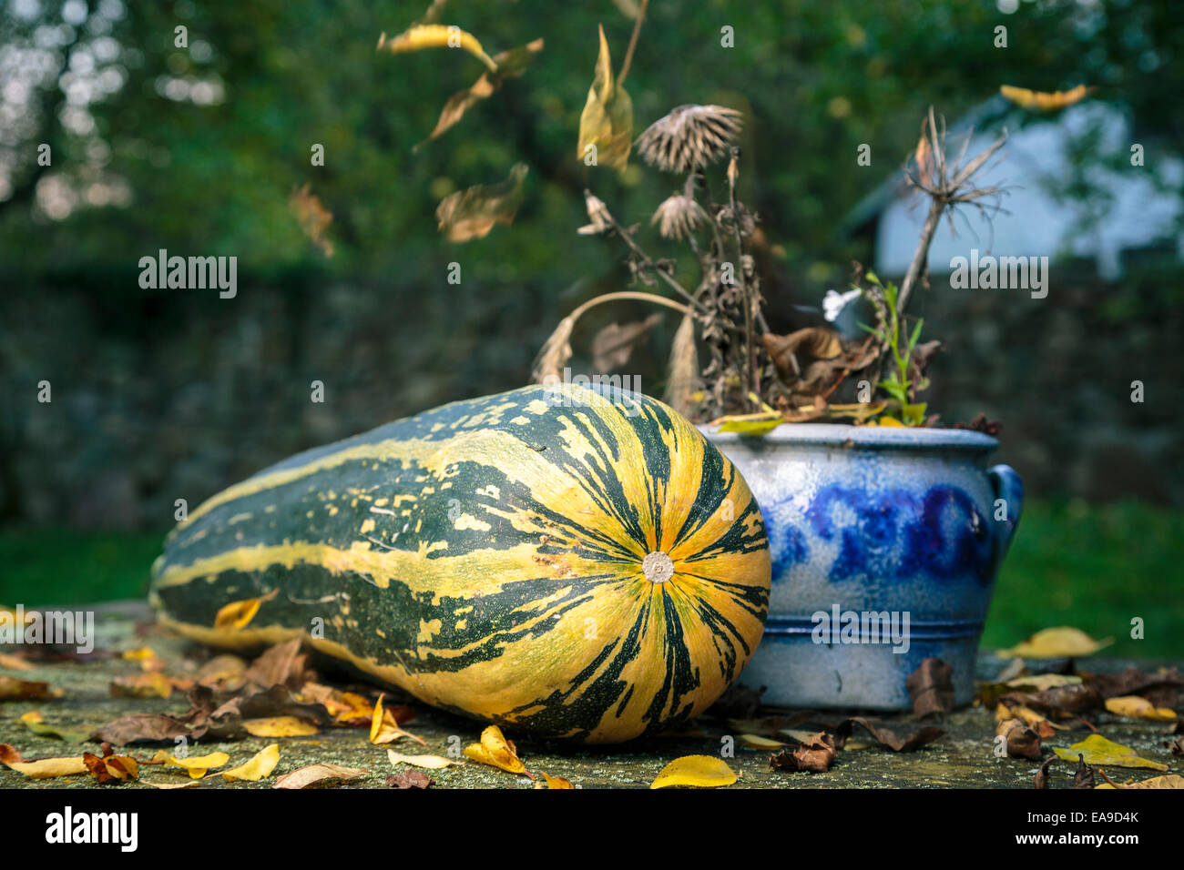 still-life with a big zucchini and falling leaves Stock Photo - Alamy
