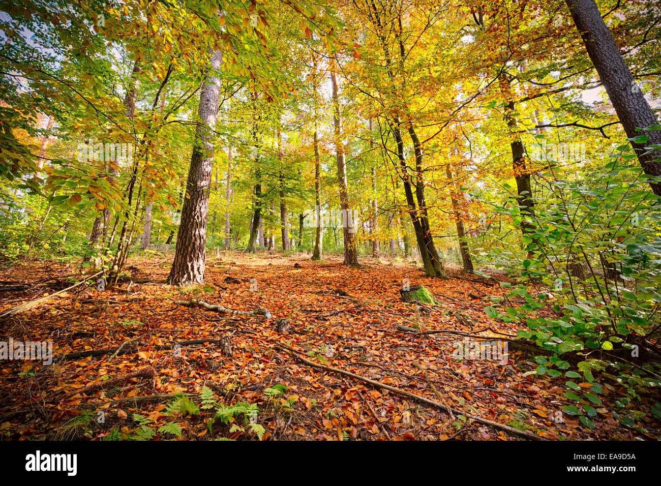 HDR shoot of a autumn forest Stock Photo - Alamy