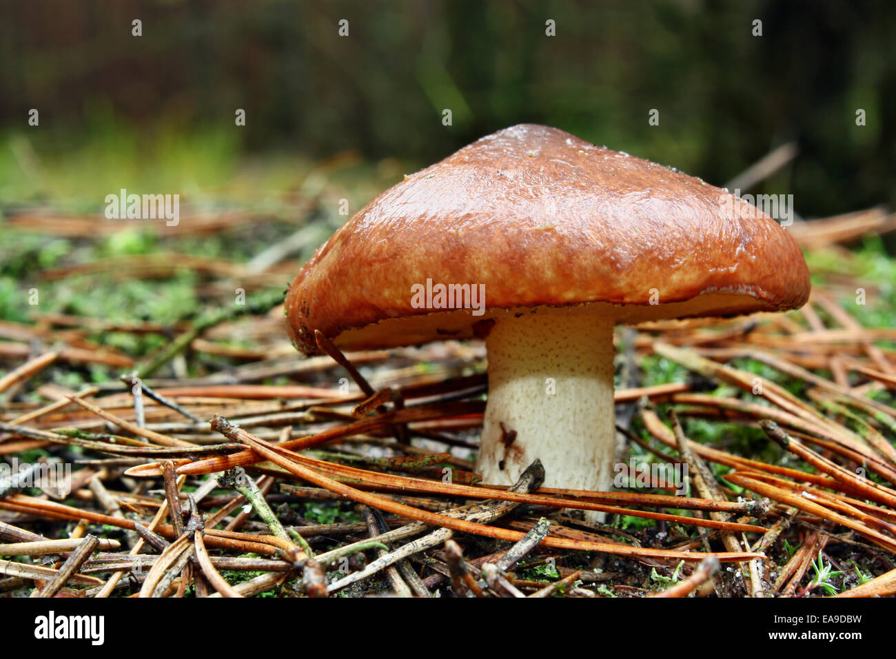 Mushroom edible suillus luteus growing in the forest Stock Photo - Alamy