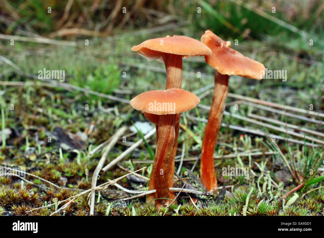 Mushroom laccaria proxima growing in the forest Stock Photo - Alamy