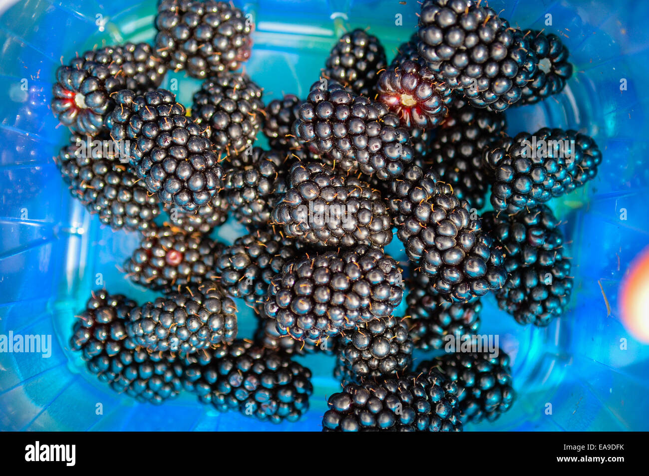 Punnet of blackberries Stock Photo - Alamy