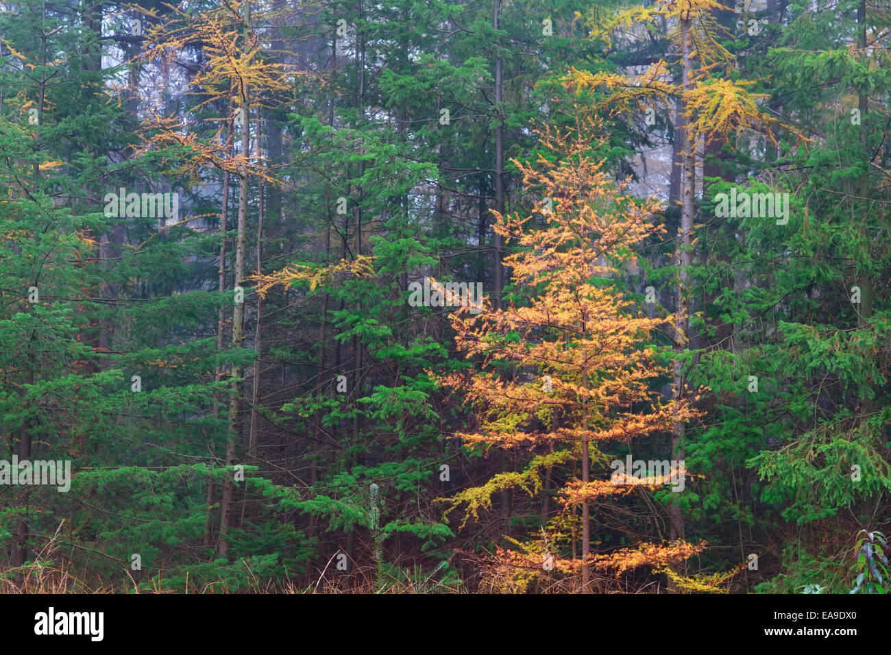 yellow larch tree on spruce trees background in autumn Stock Photo - Alamy