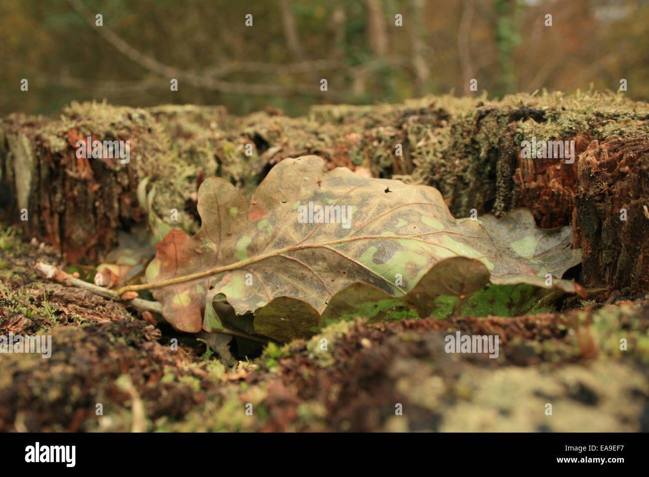 Oak tree scotland countryside hi-res stock photography and images - Alamy