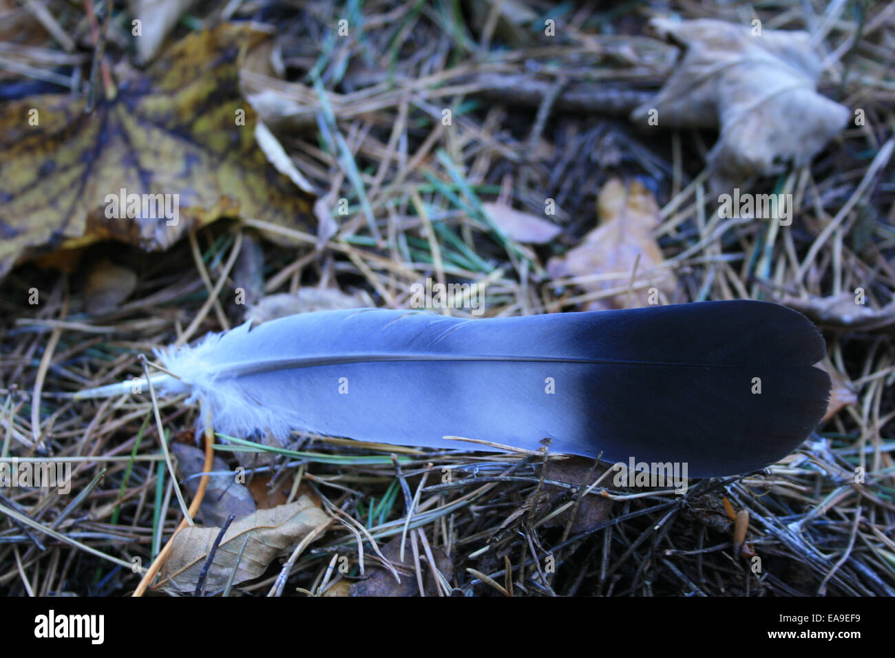 Autumn leaves feather hi-res stock photography and images - Alamy