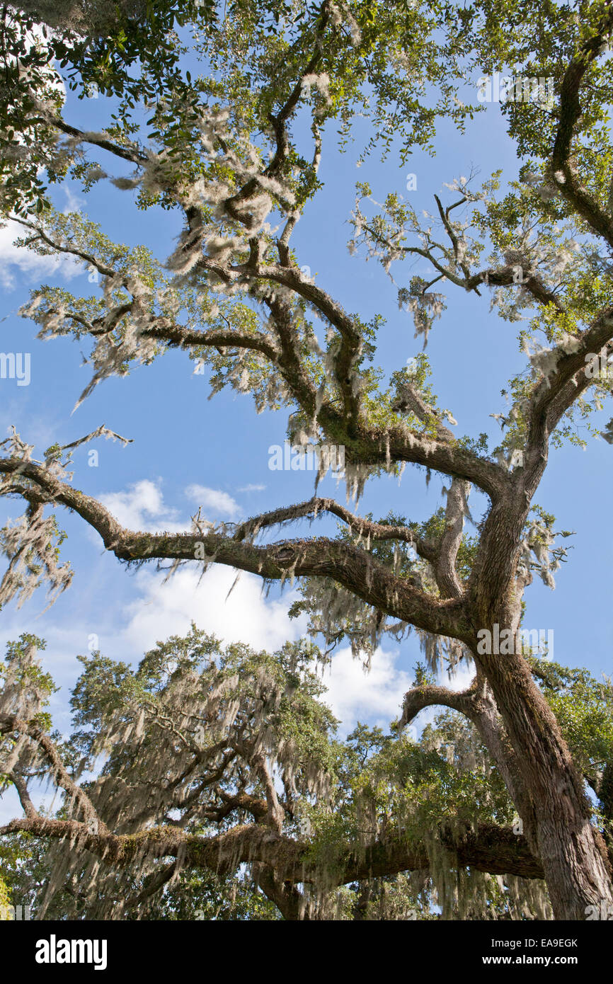 Old tree with Spanish moss Stock Photo - Alamy