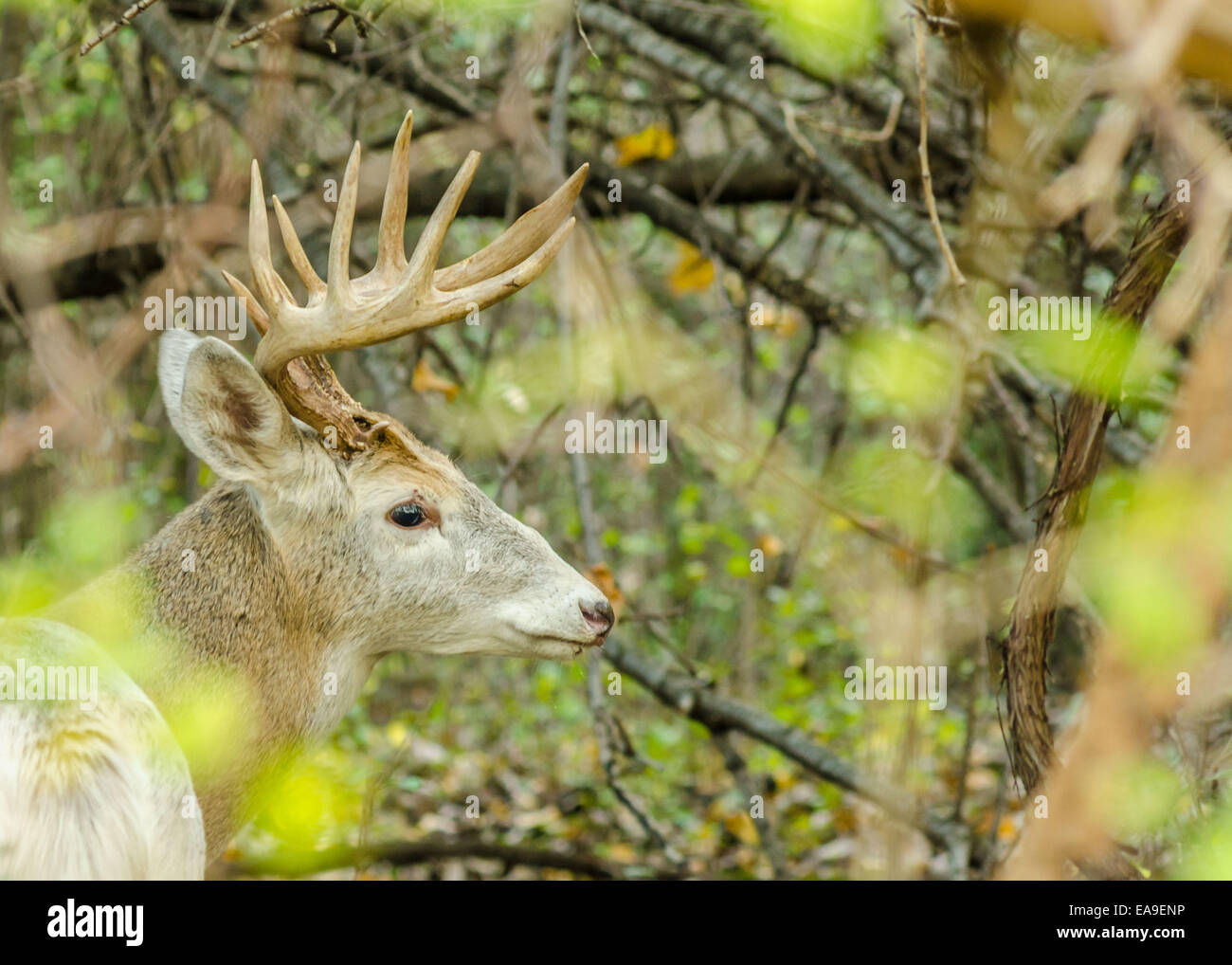 Piebald Whitetail Deer Buck standing in a thicket Stock Photo - Alamy