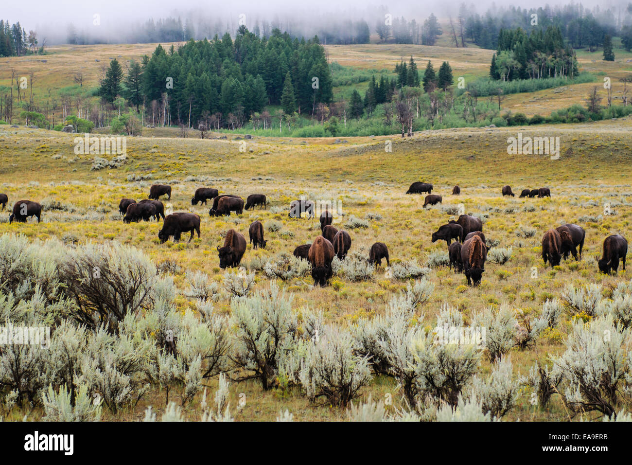 Wild Bison herd of Lamar Valley, Yellowstone National Park Stock Photo ...