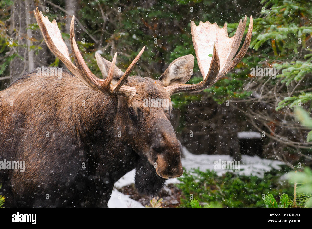 Wild Canadian Bull Moose with Antlers on a parkway roadside in the Snow ...