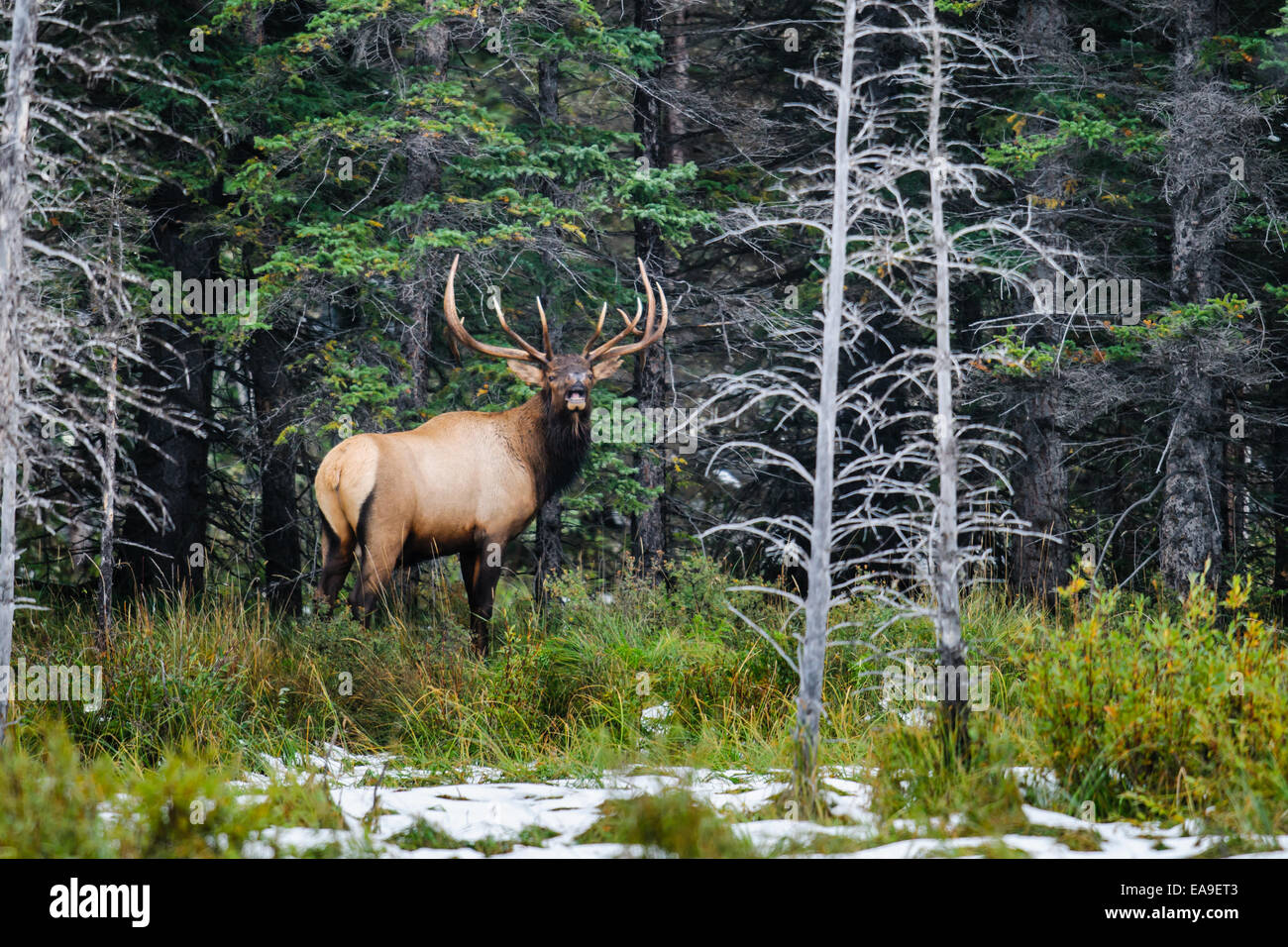 Wild Antlered bull elk during rutting season, Banff National Park ...