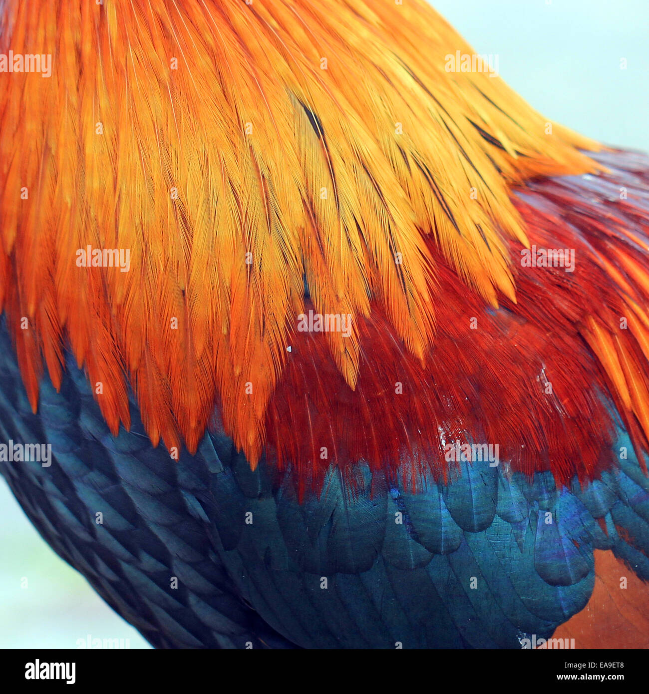 Feather of rooster as background or texture Stock Photo - Alamy