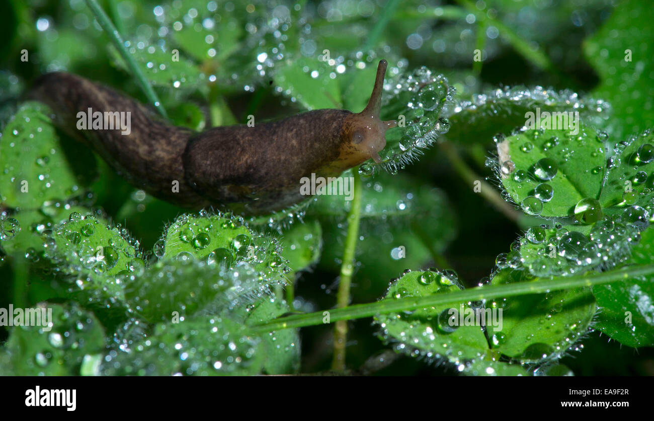 Roseburg, Oregon, USA. 9th Nov, 2014. A small slug slides slowly ...