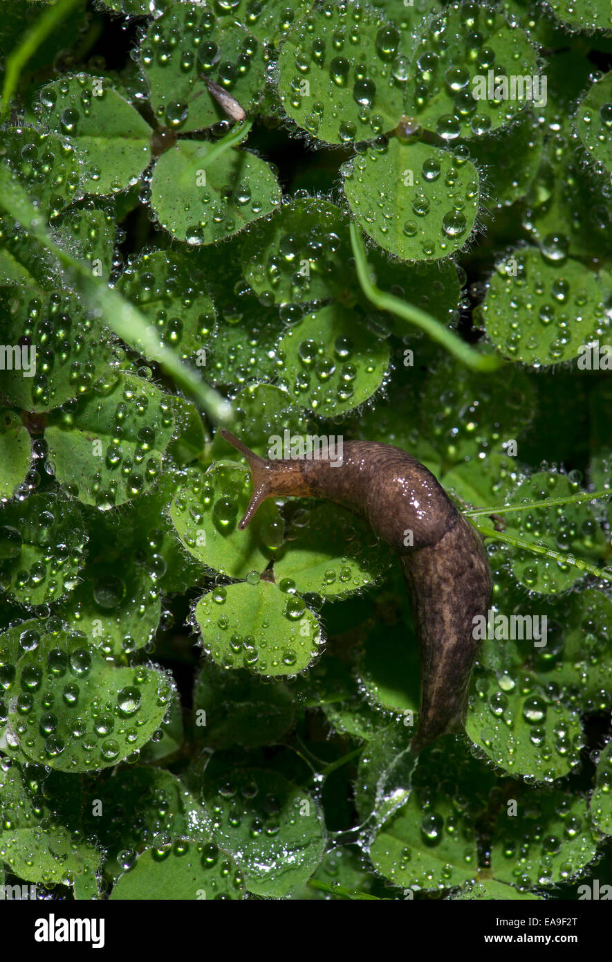 Roseburg, Oregon, USA. 9th Nov, 2014. A small slug slides slowly ...