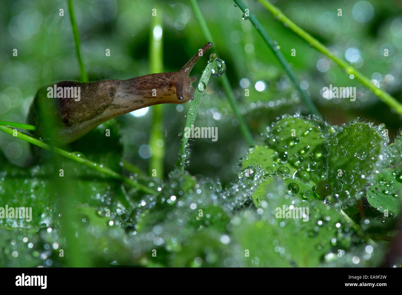 Roseburg, Oregon, USA. 9th Nov, 2014. A small slug slides slowly ...