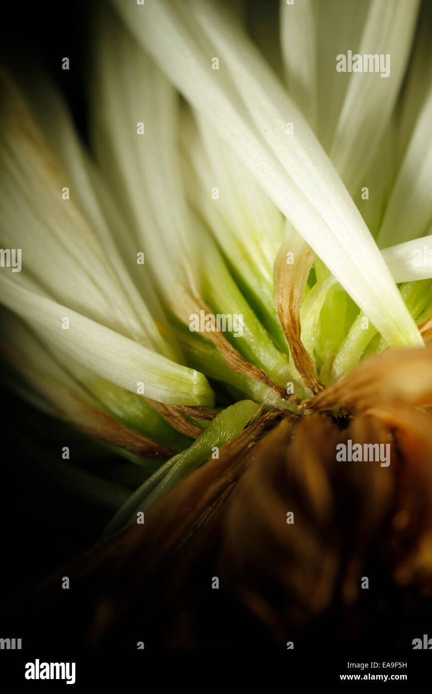 Flower petals hi-res stock photography and images - Alamy