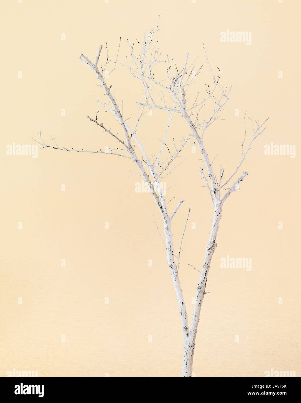 Dry Tree Painted with White Paint on Beige, Peach Background Stock ...