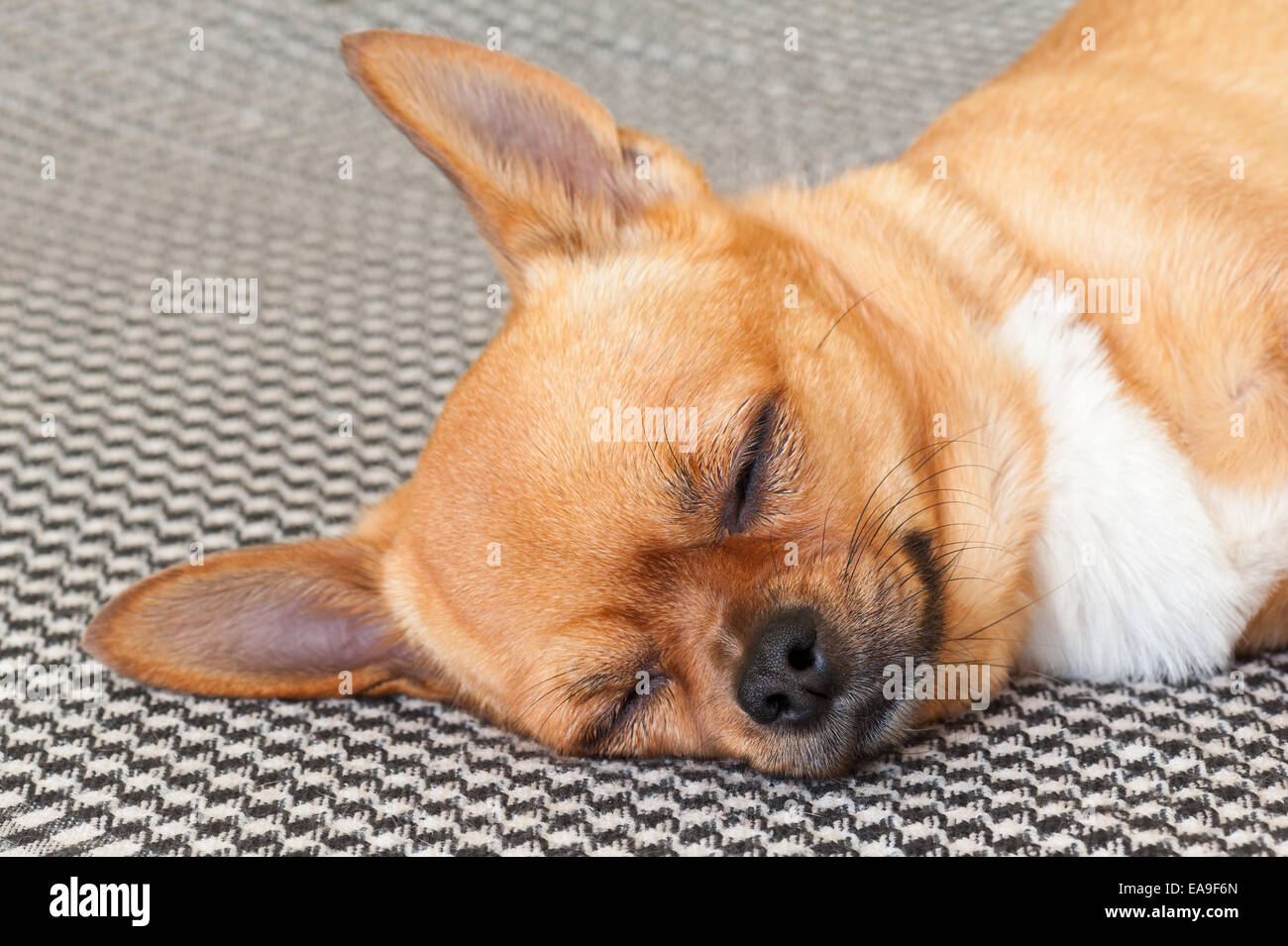 Sleeping Red Chihuahua Dog on Shemagh Pattern Background Stock Photo ...