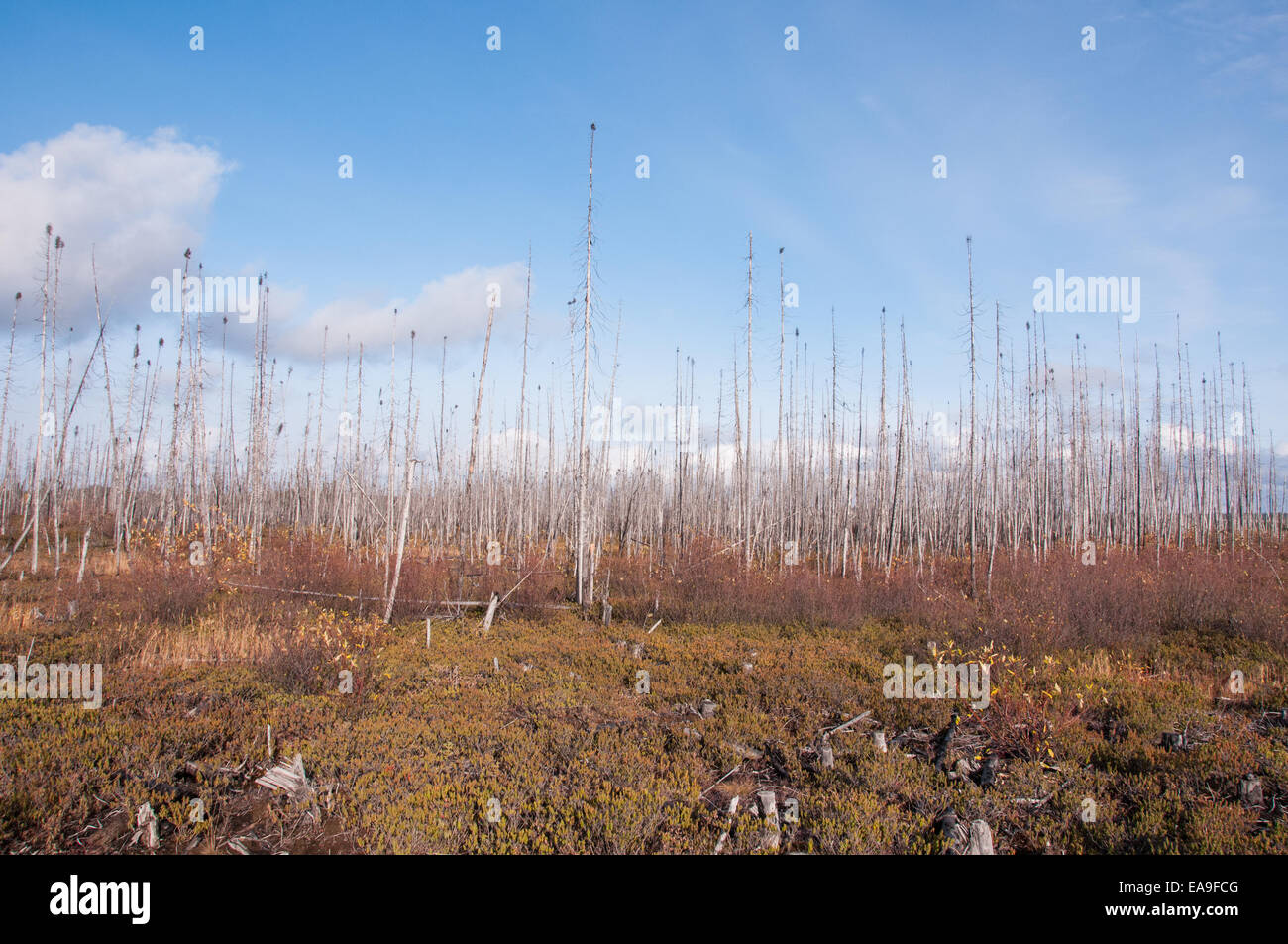 Destroyed forest hi-res stock photography and images - Alamy