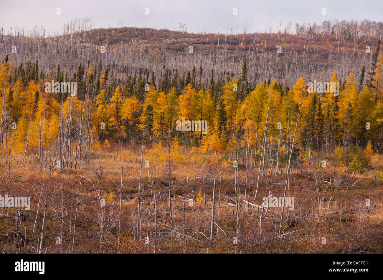 Destroyed forest hi-res stock photography and images - Alamy