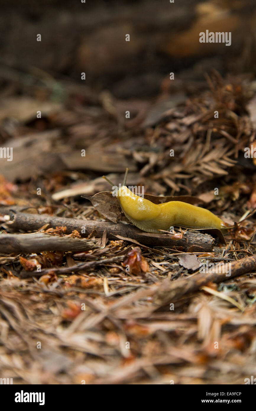 Santa cruz banana slug hi-res stock photography and images - Alamy