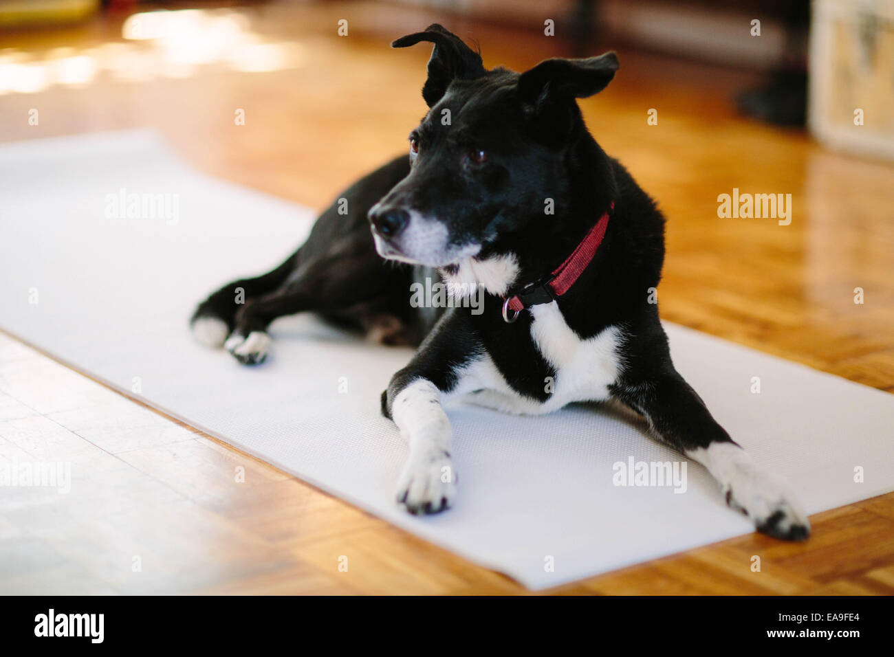 Mat lab hi-res stock photography and images - Alamy