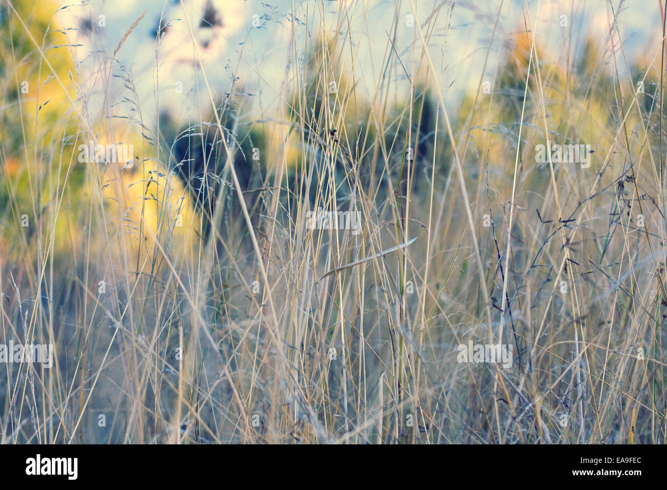Field of calm Stock Photo - Alamy