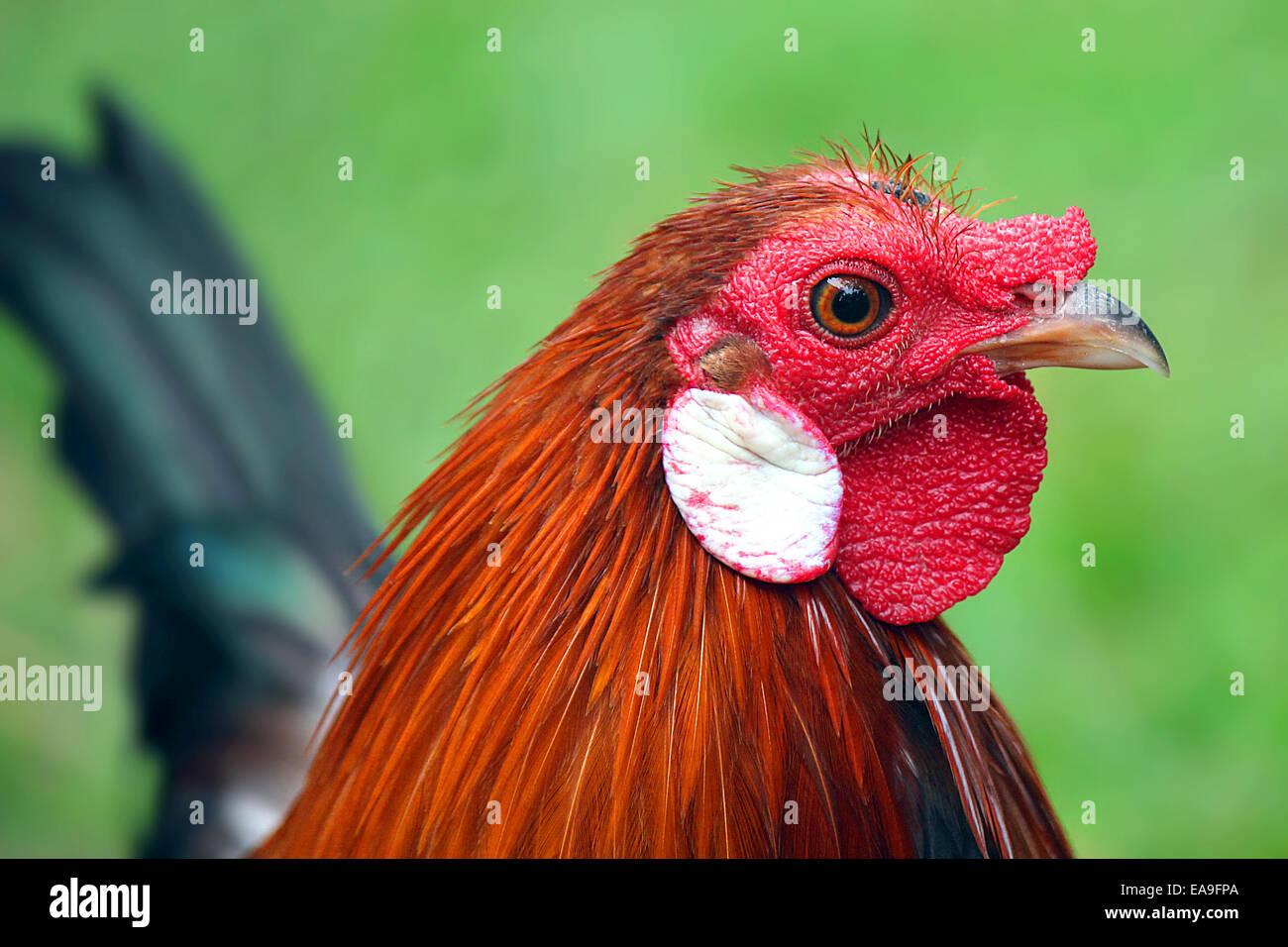 Closeup of rooster Stock Photo - Alamy