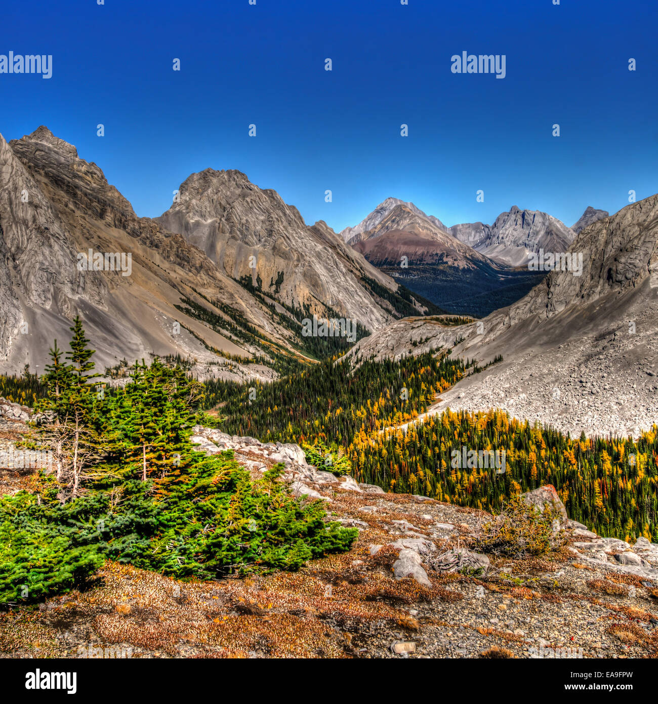 Scenic Landscapes of a high mountain valley and golden Larch Trees ...