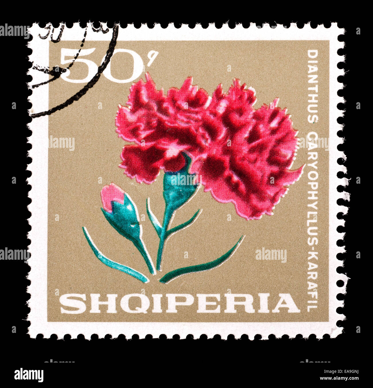 Postage stamp from Albania depicting carnations or clove pinks ...