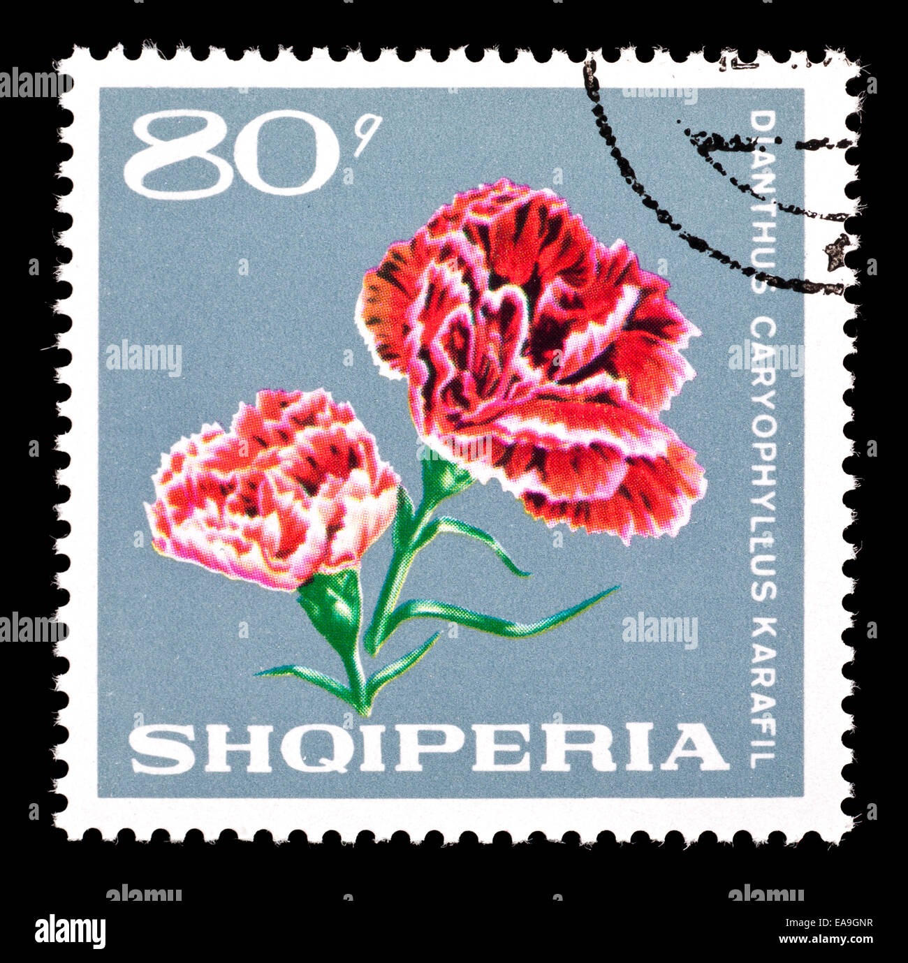 Postage stamp from Albania depicting carnations or clove pinks ...