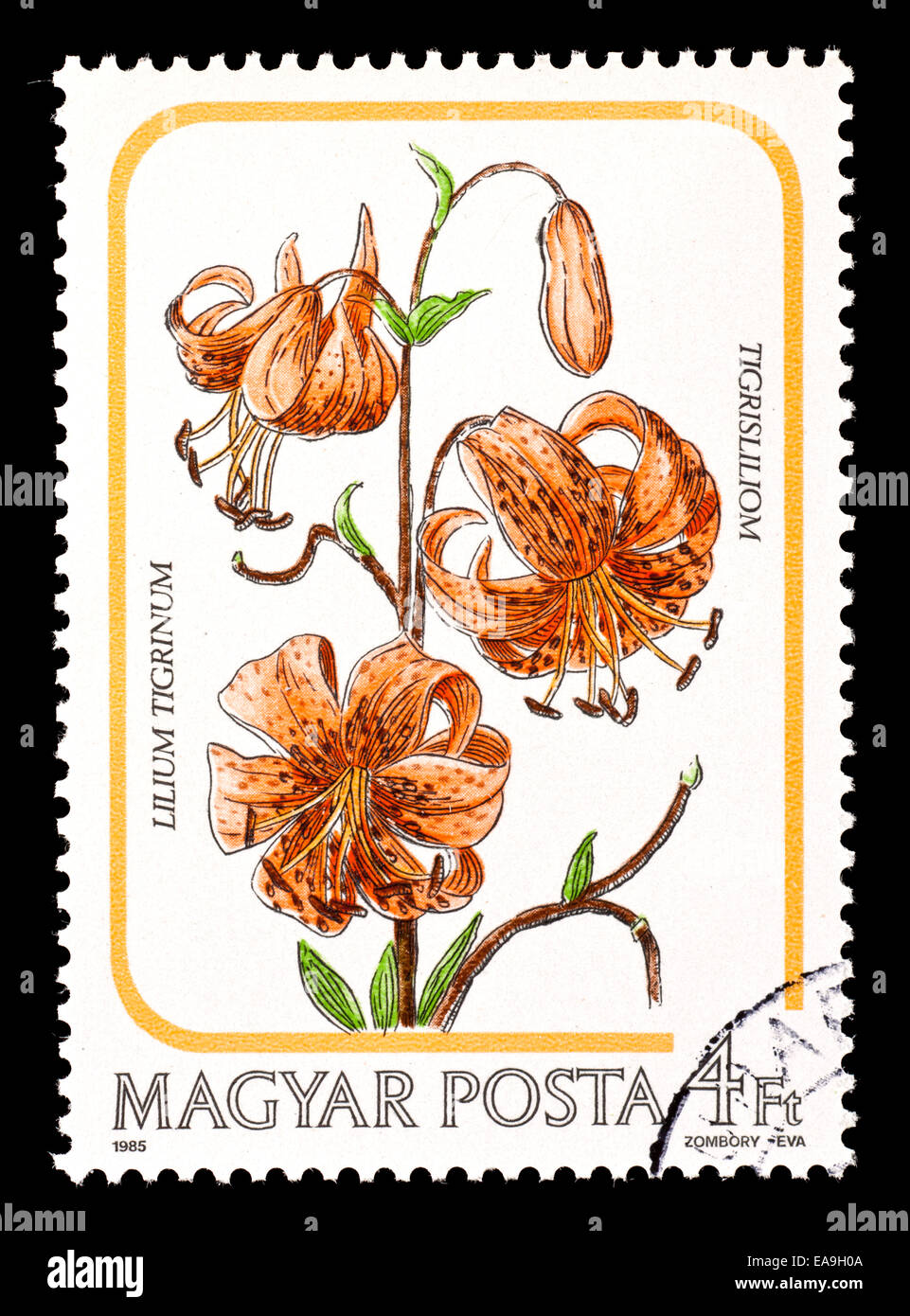 Postage stamp from Hungary depicting tiger lily flowers (Lilium ...