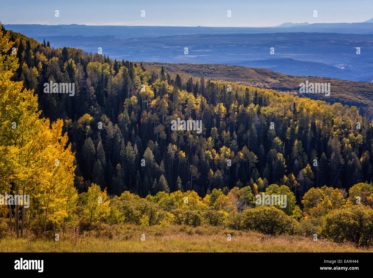 Wyoming trees hi-res stock photography and images - Alamy