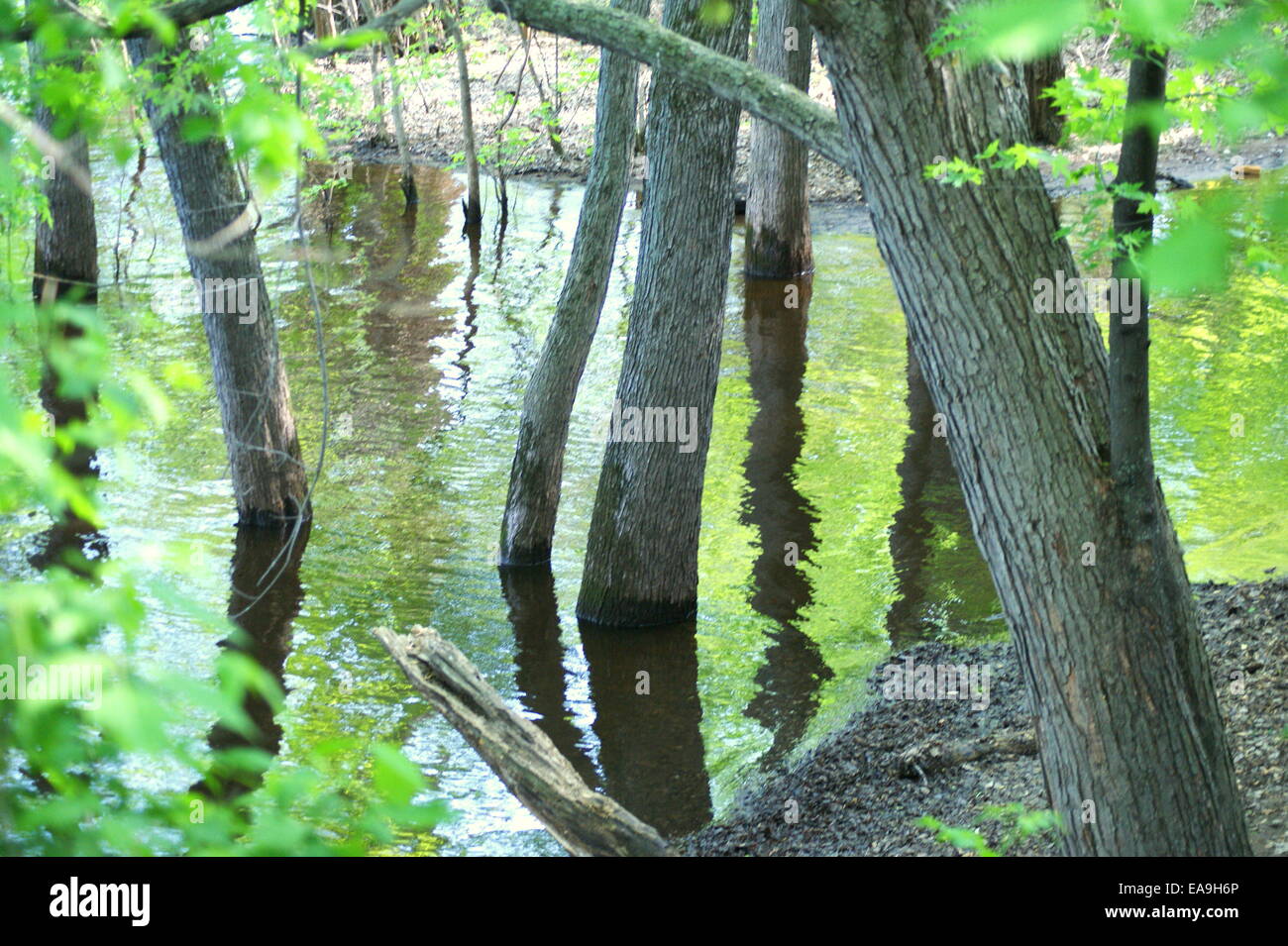 SUNRISE RIVER TREE SHADOWS Stock Photo - Alamy