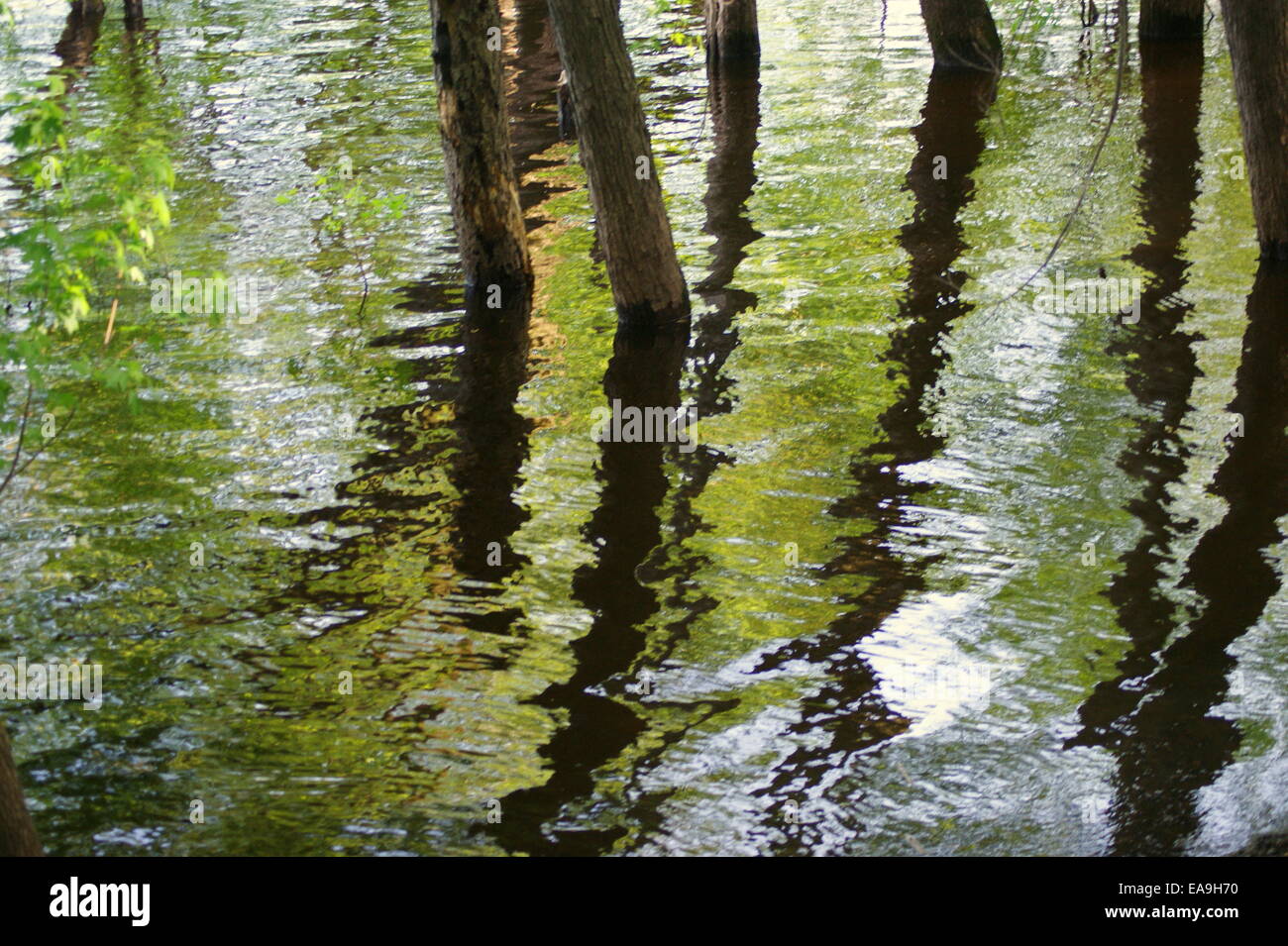 SUNRISE RIVER TREE SHADOWS STILLWATER MN Stock Photo - Alamy