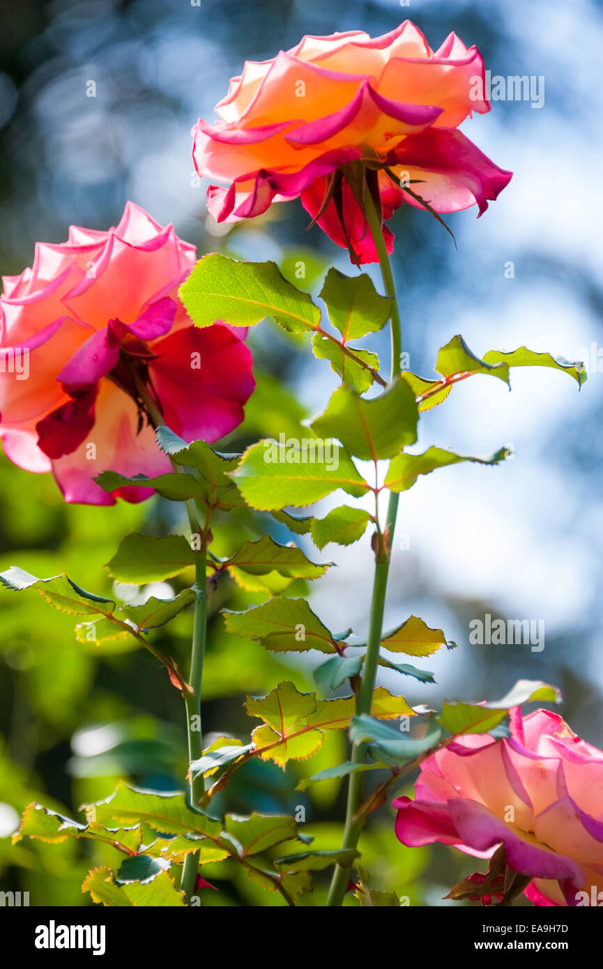 Fernbank museum rose garden hi-res stock photography and images - Alamy