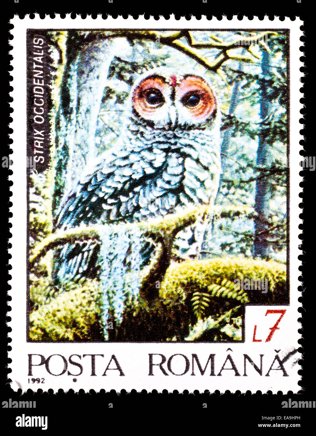 Postage stamp from Romania depicting a spotted owl in the forest on a ...