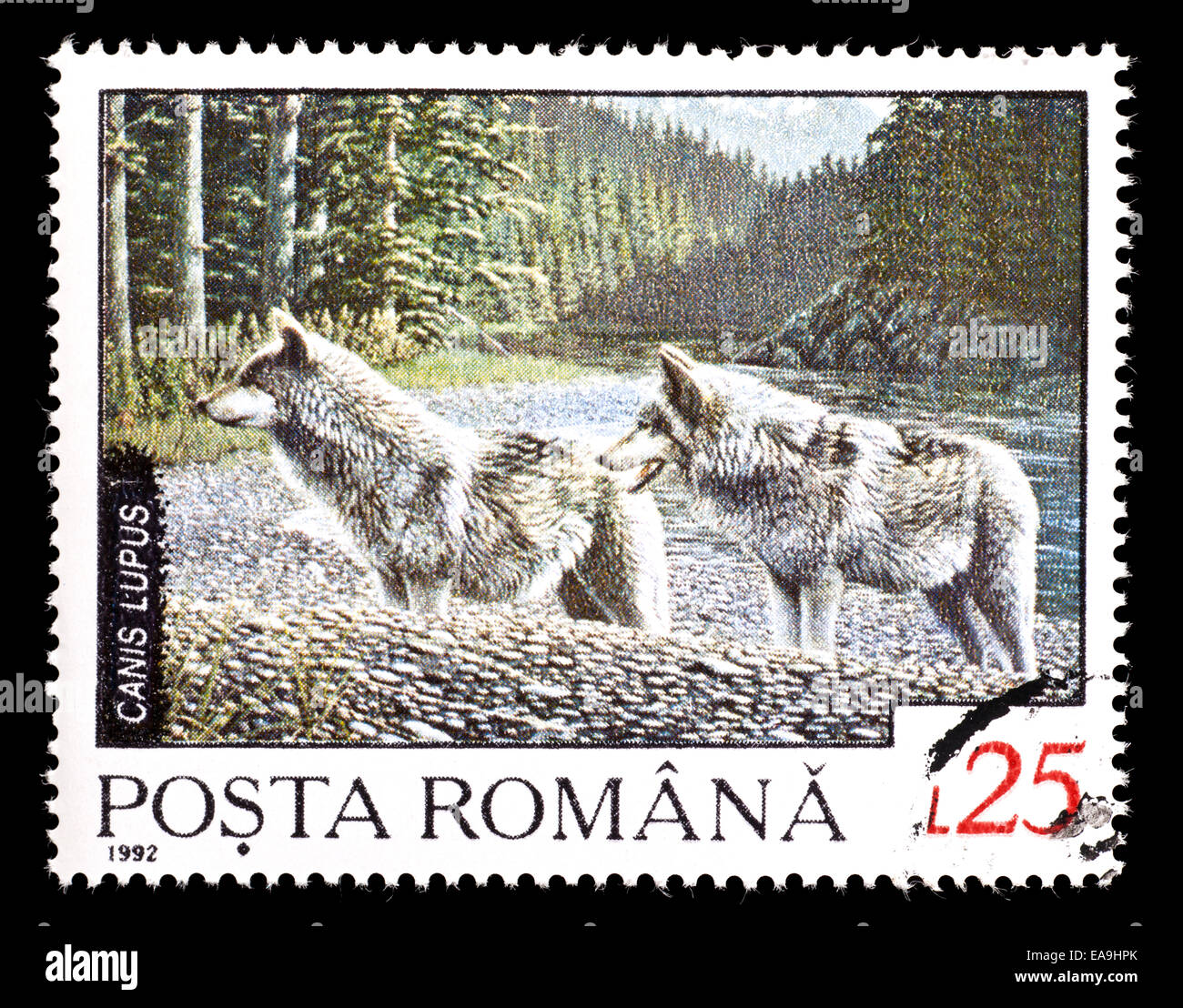 Postage stamp from Romania depicting two gray wolves (Canis lupus) in a ...