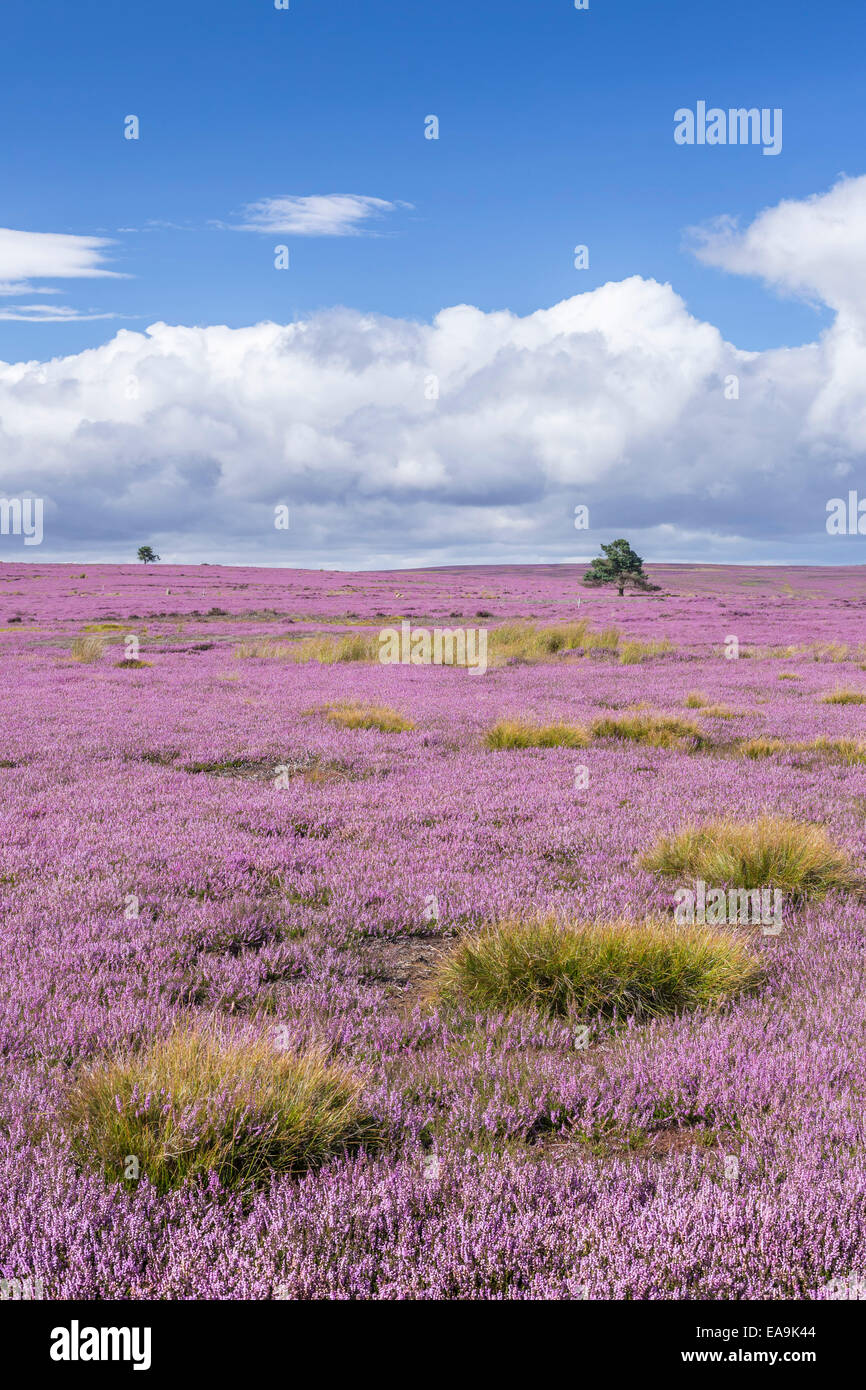Heather covered moors hi-res stock photography and images - Alamy