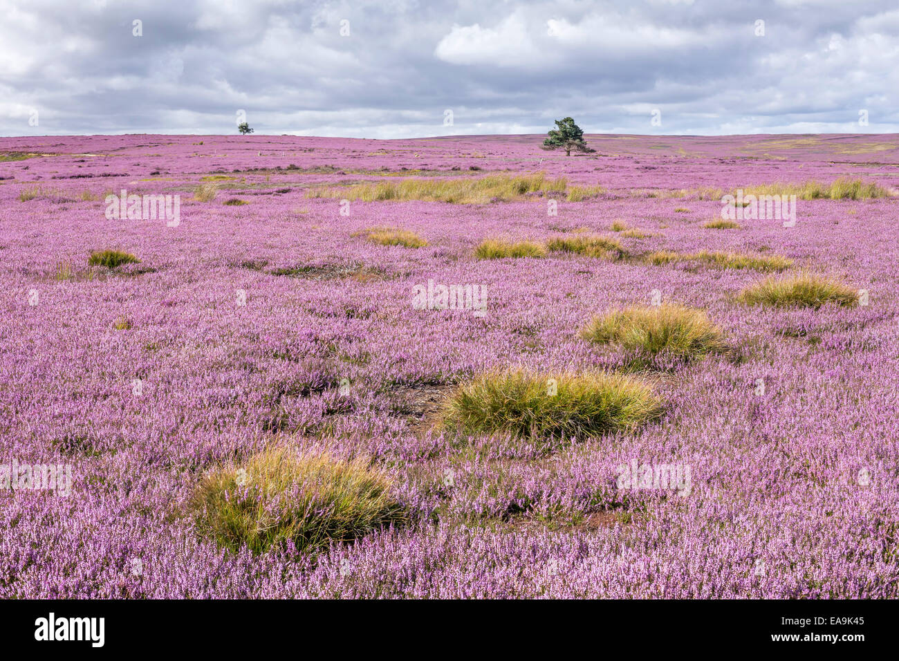 Heather Covered Moors High Resolution Stock Photography and Images - Alamy