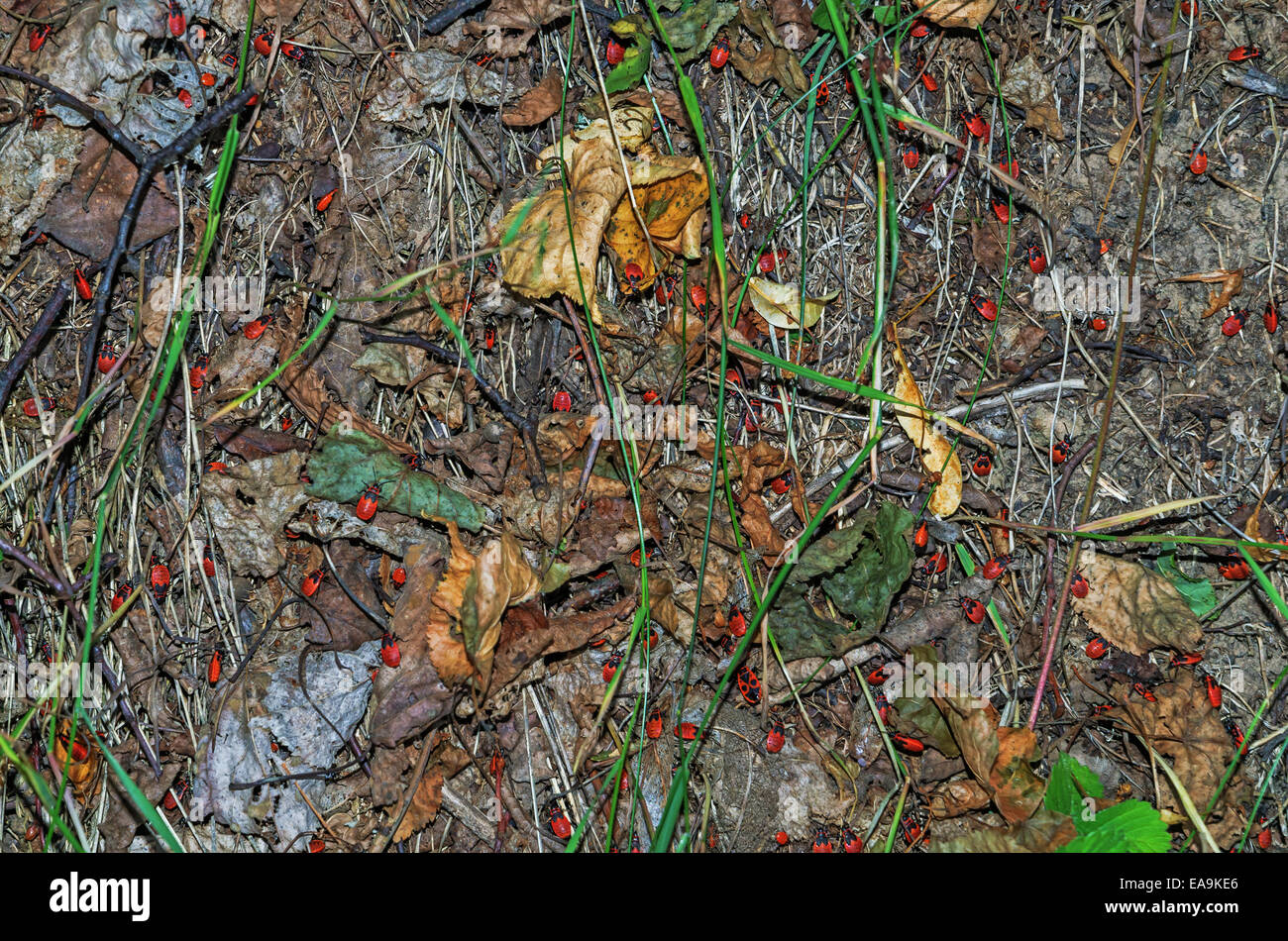 Group of insects - a red-black forest firebug Stock Photo - Alamy