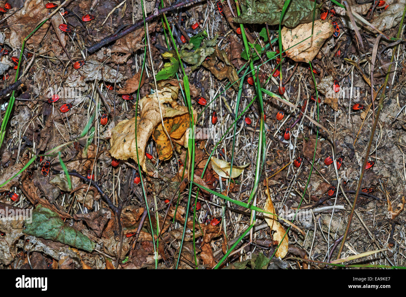 Group of insects - a red-black forest firebug Stock Photo - Alamy