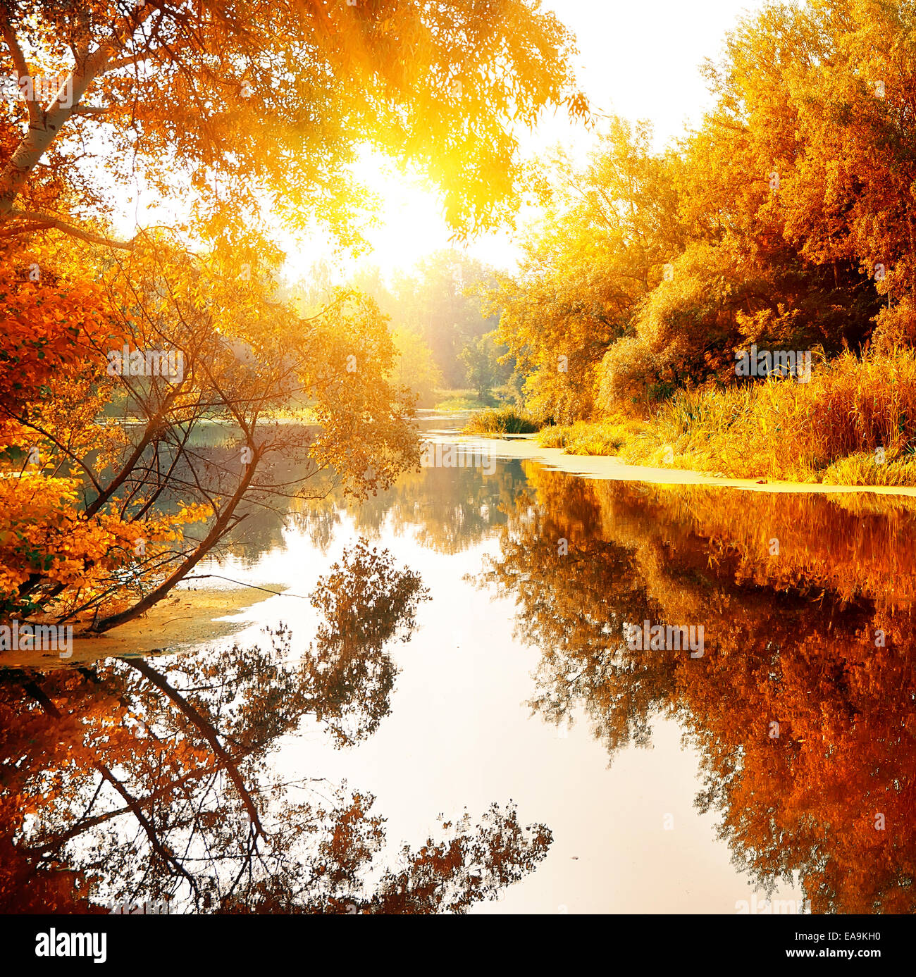 River in a delightful autumn forest at sunny day Stock Photo - Alamy