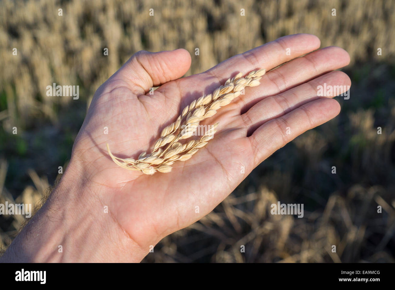 Hand spike hi-res stock photography and images - Alamy