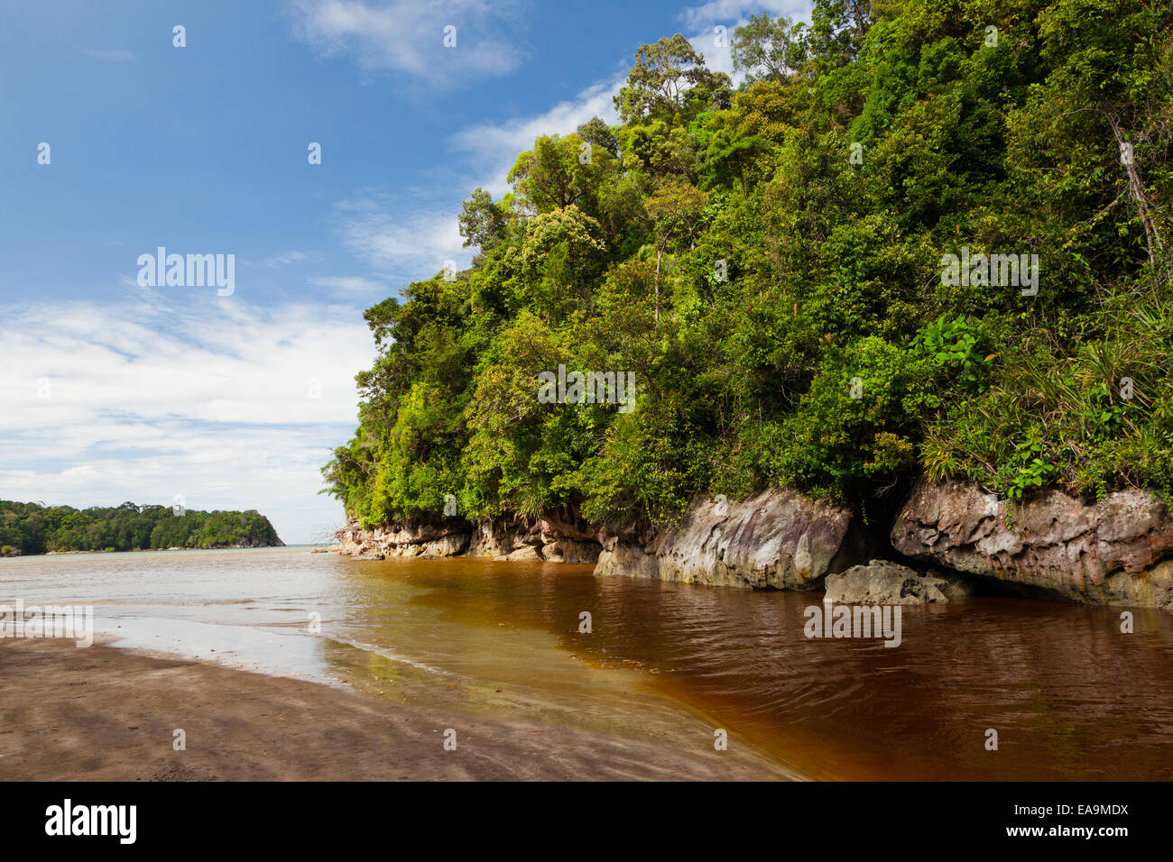 Dense jungle and blue sky Stock Photo - Alamy