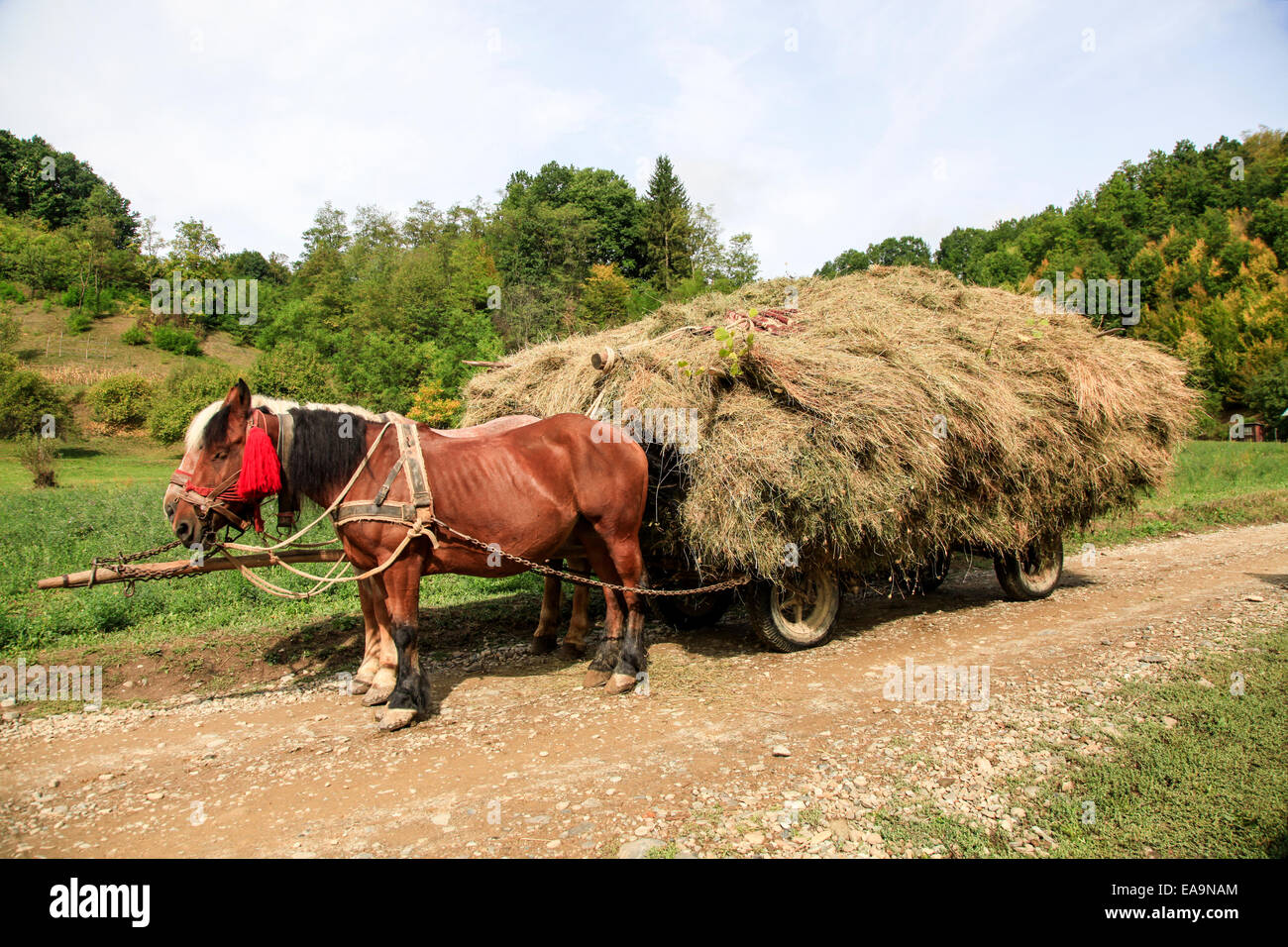 Horse Cart Farm Hay Stock Photos & Horse Cart Farm Hay Stock Images - Alamy