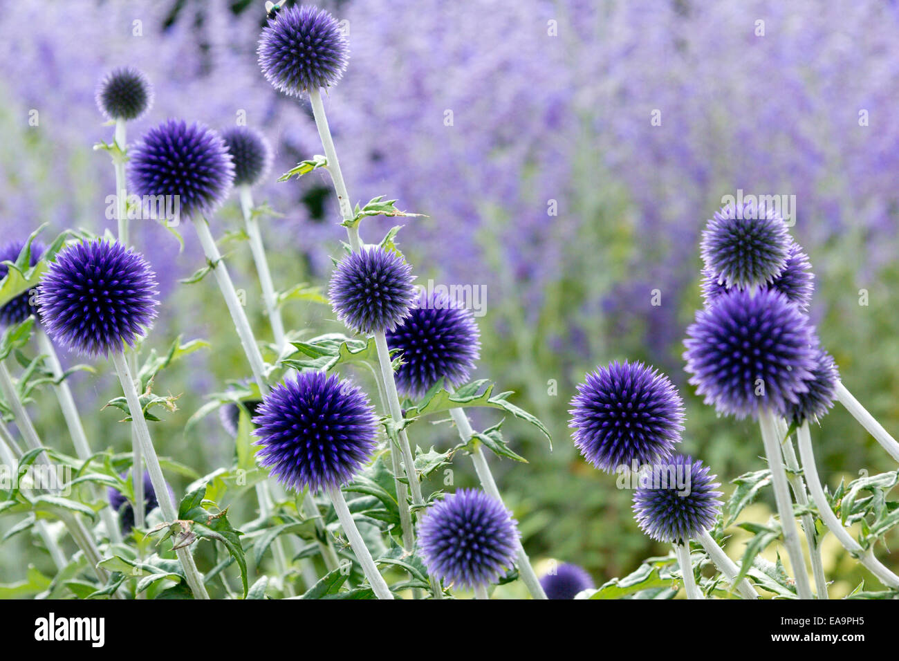 Echinops hi-res stock photography and images - Alamy